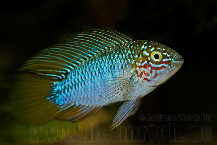Apistogramma borelli | Aquaristik-Studio Heimrich