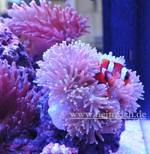 Heteractis magnifica, med (Ritteri anemone) | Aquaristik-Studio Heimrich