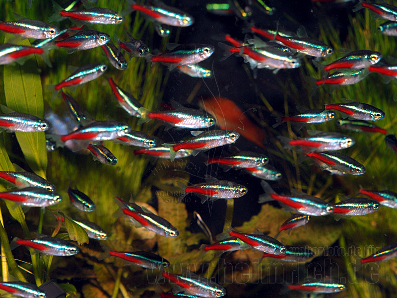 Neonsalmler, 30 Stück large (Paracheirodon innesi) | Salmler | Fische ...