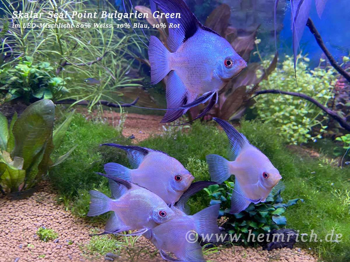Skalar Seal Point Bulgarien green, XL 6er-Gruppe DNZ (Pterophyllum ...