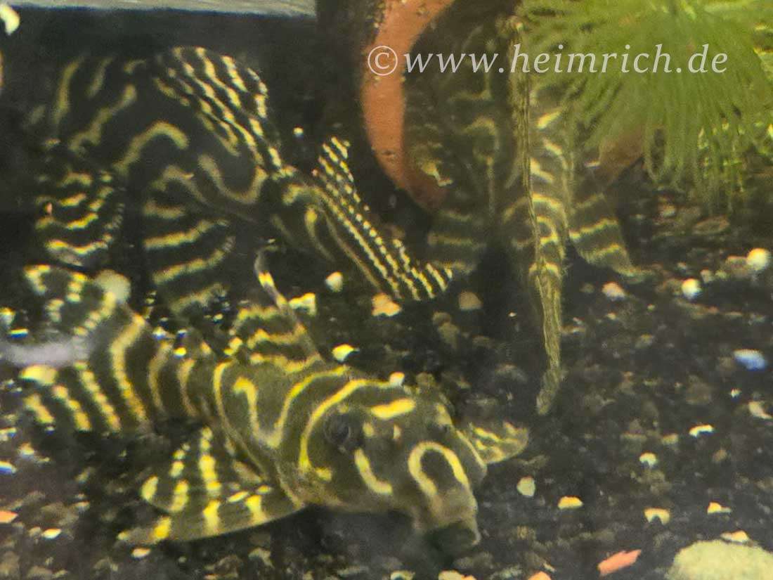 L333 Hypancistrus spec. Königstiger Harnischwels, XL | Aquaristik ...