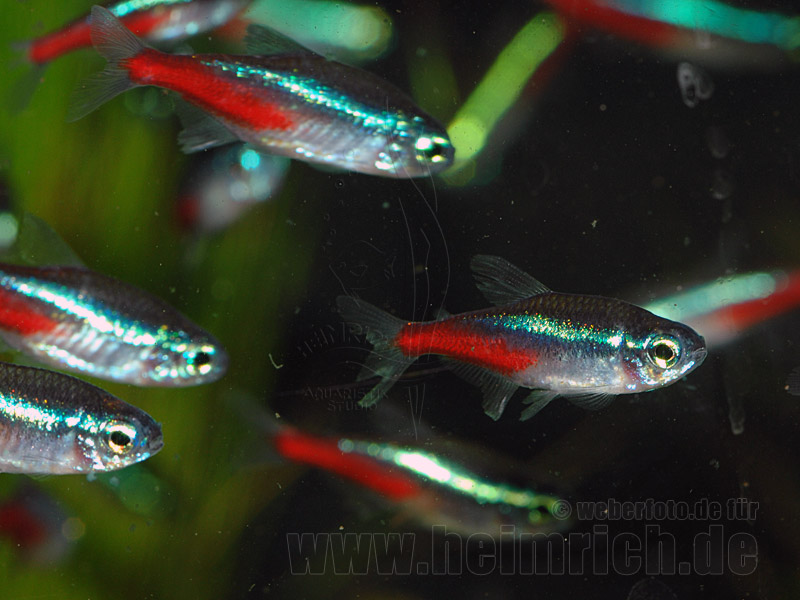 Neonsalmler, large (Paracheirodon innesi) | Salmler | Fische ...