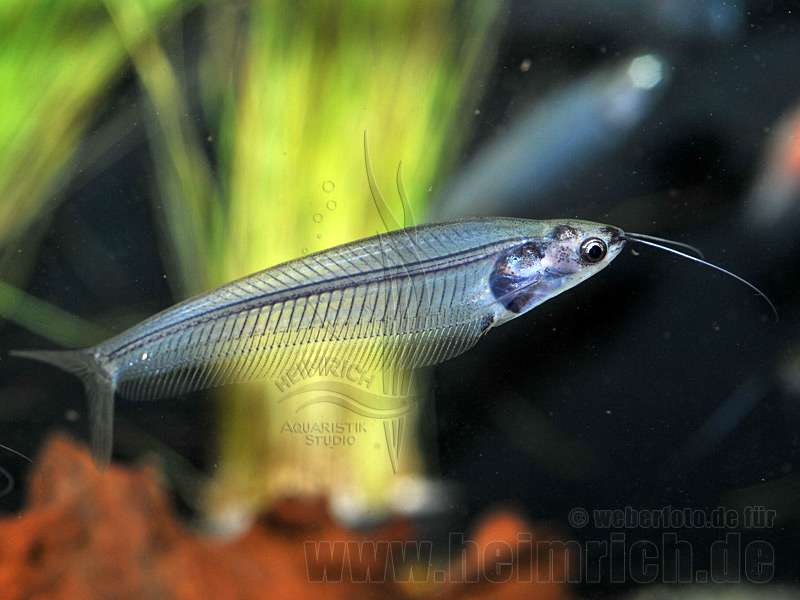 Kryptopterus minor, lg. (Indischer Glaswels) | Welse | Fische ...
