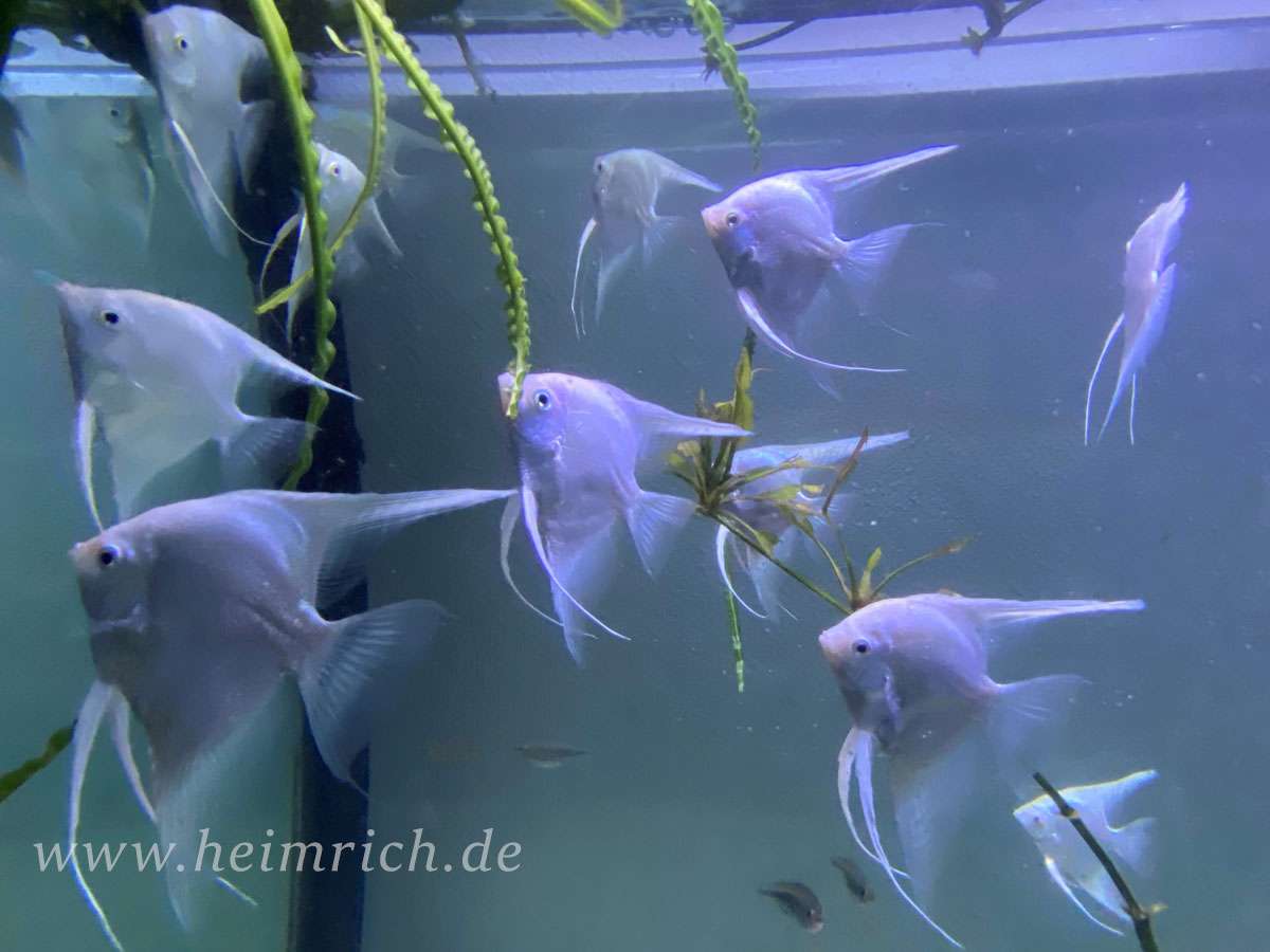 Skalar spec. Pinoy Snowwhite, XL DNZ (Pterophyllum scalare ...