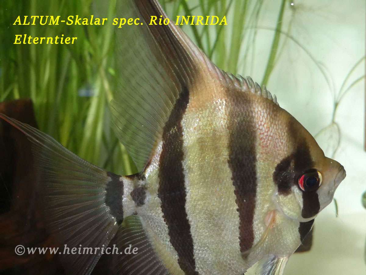 ALTUM-Skalar spec. RIO INIRIDA, med WFNZ, 4er-Gruppe (Pterophyllum ...