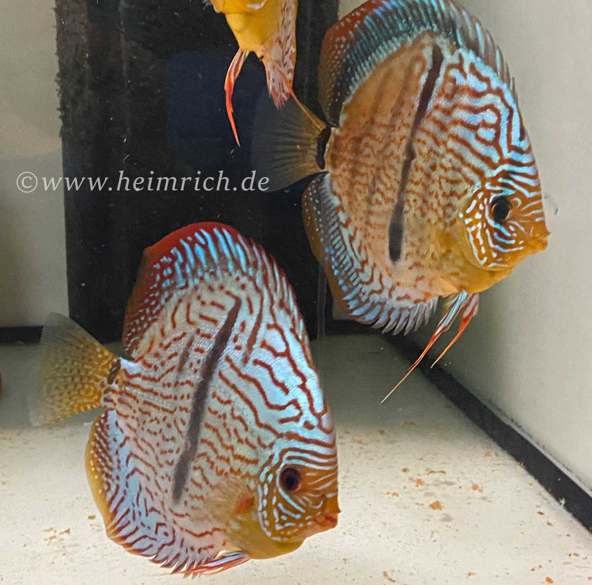 Diskus Türkis Heckel, 8cm | Aquaristik-Studio Heimrich