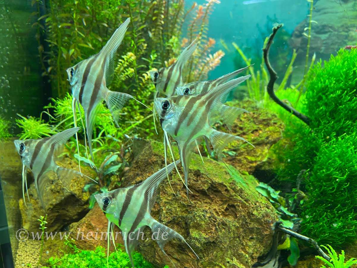 ALTUM-Skalar spec. RIO INIRIDA, small 6er-Gruppe WFNZ (Pterophyllum ...