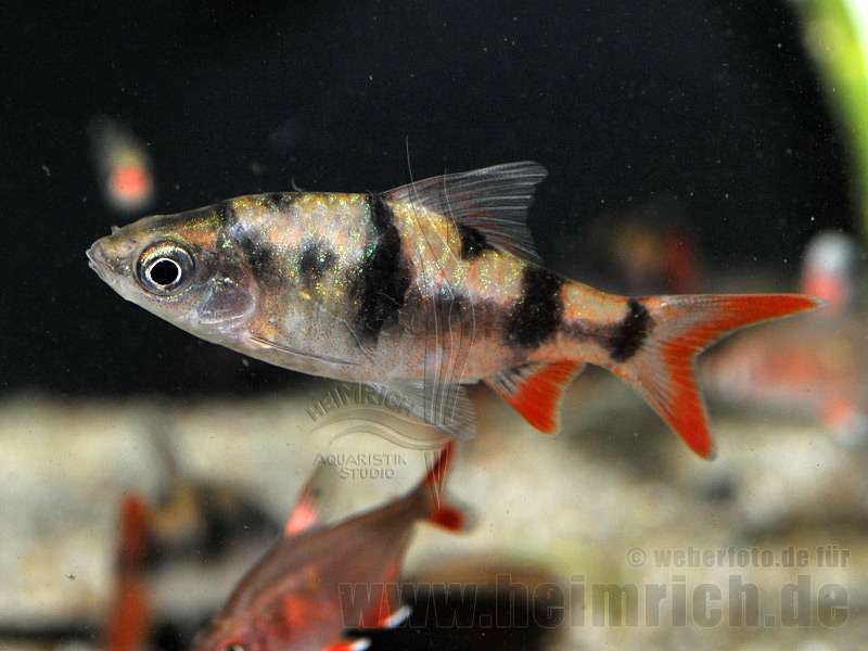 Puntius everetti, lg. (Clown-Barbe) | Barben | Fische | Zierfische ...