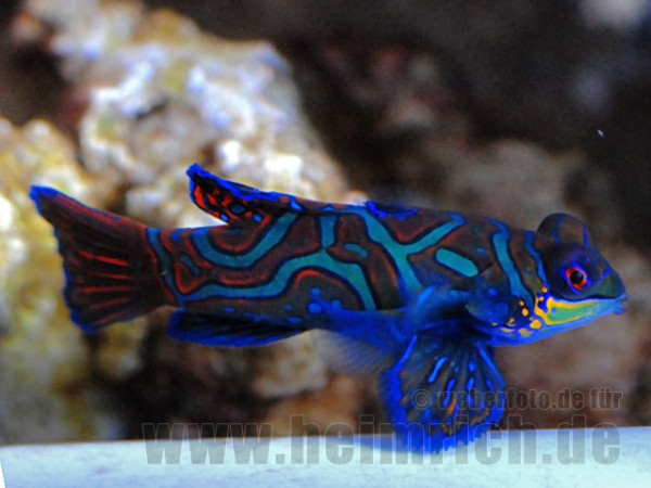 Mandarinfisch (Synchiropus splendidus) | Leierfische | Fische ...