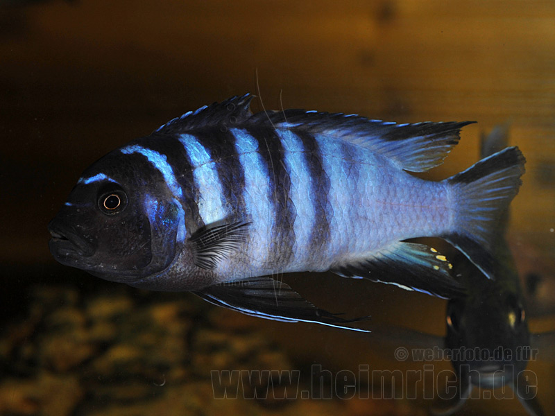 Pseudotropheus elongatus mpanga (Schmalbarsch mpanga) | Malawi ...