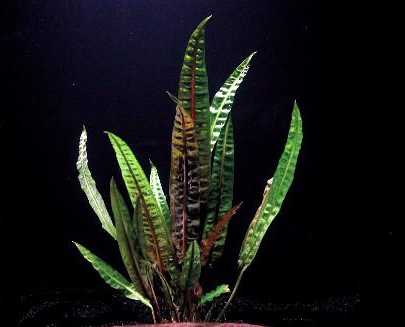 Cryptocoryne balansae, spec. "M.L." | Cryptocoryne-Arten ...