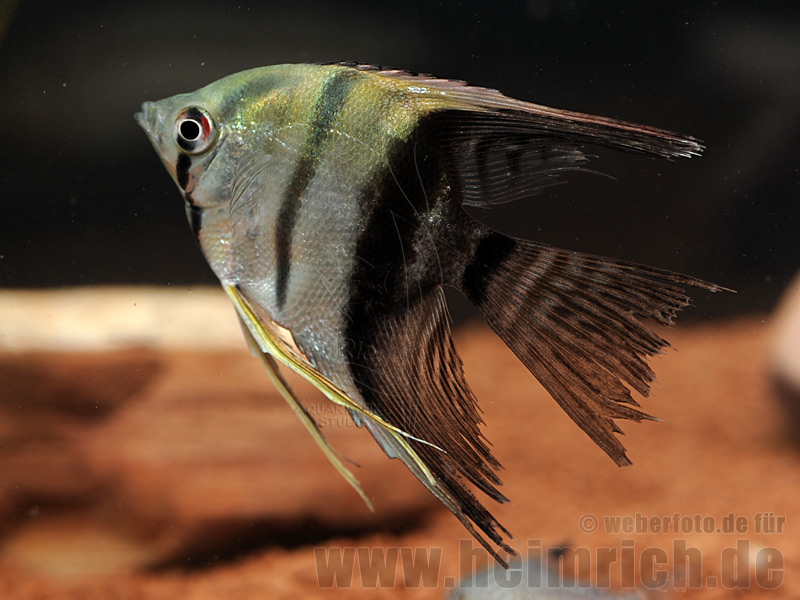 Skalar "BICOLOR", med/ lg (Pterophyllum Scalare) | Skalare | Fische ...