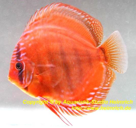 Diskus Santarem - Größe 15cm | Santarem | Diskus | Fische | Zierfische ...