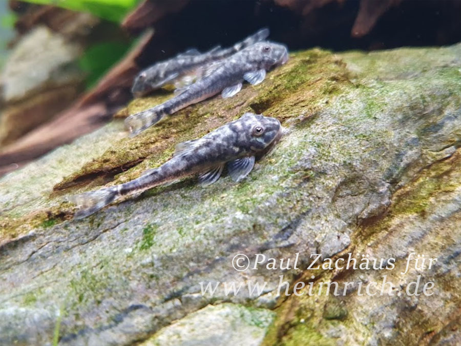 LDA25 Pitbull Pleco - 5er Gruppe | Aquaristik-Studio Heimrich