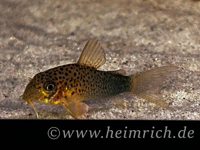 Corydoras similis, 3er-Gruppe (Similis-Panzerwels) | Aquaristik-Studio ...