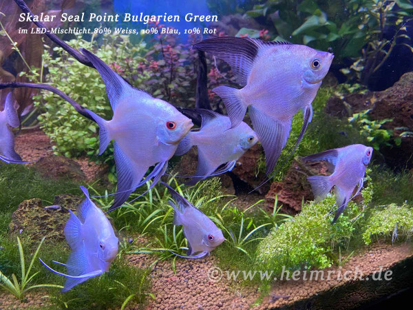 Skalar Seal Point Bulgarien green, XL 6er-Gruppe DNZ (Pterophyllum ...