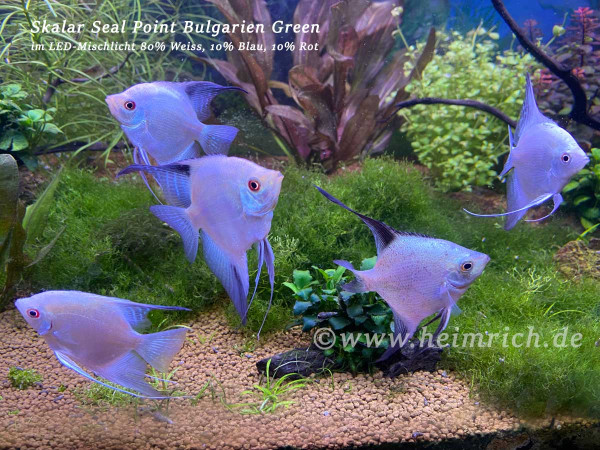 Skalar Seal Point Bulgarien green, XL 2er-Gruppe DNZ (Pterophyllum ...
