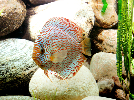 Diskus German Wonder, Jumbo | Aquaristik-Studio Heimrich