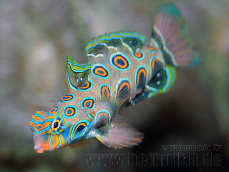 Mandarinenfisch Zeichnung