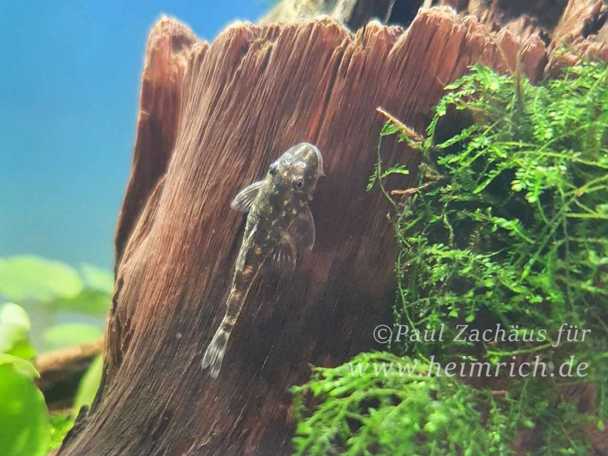 LDA25 Pitbull Pleco - 10er Gruppe | Aquaristik-Studio Heimrich