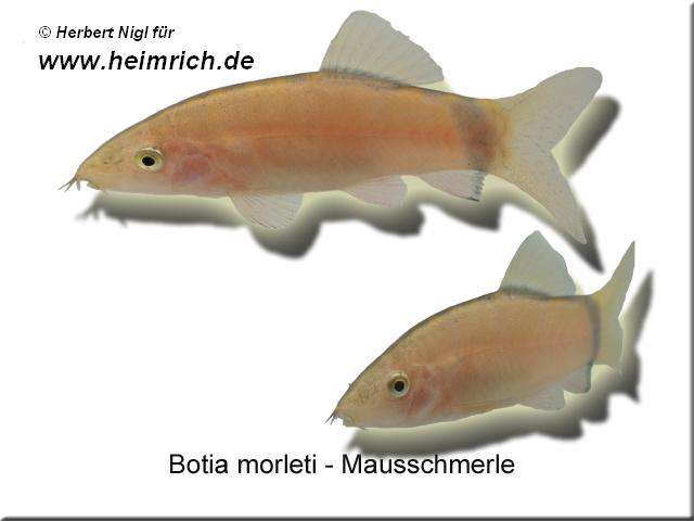 Botia morleti (Mausschmerle) | Schmerlen | Fische | Zierfische ...