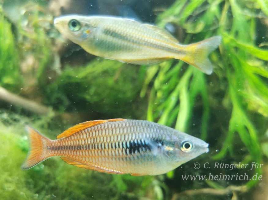 Melanotaenia parva spec. Lake Kurumoi | Aquaristik-Studio Heimrich