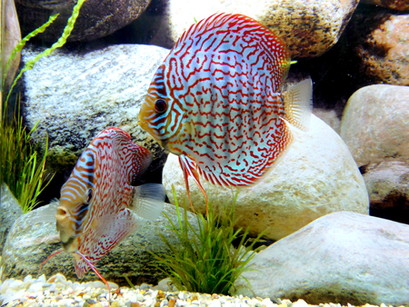Diskus German Wonder, 15cm | Aquaristik-Studio Heimrich