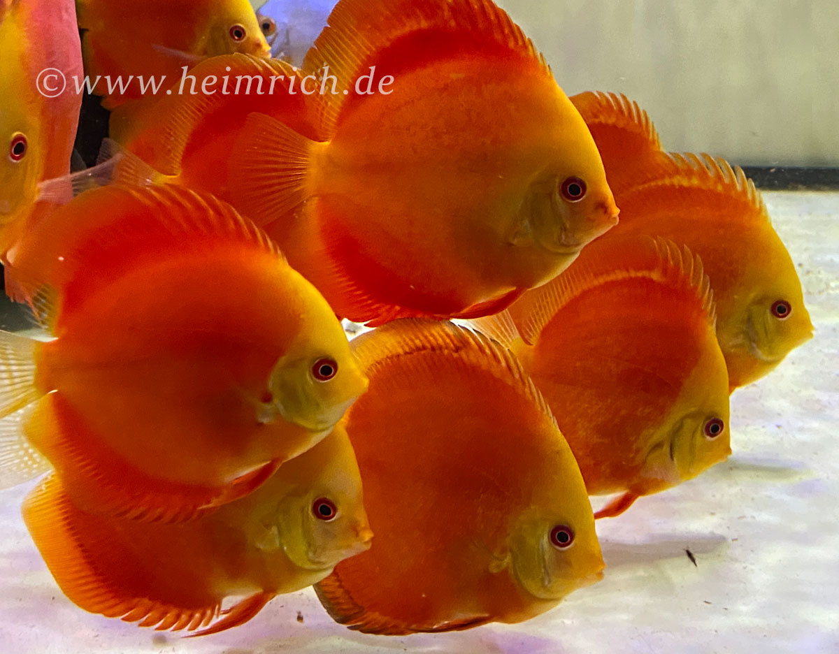 Diskus Red Melon - Größe 10cm | Aquaristik-Studio Heimrich