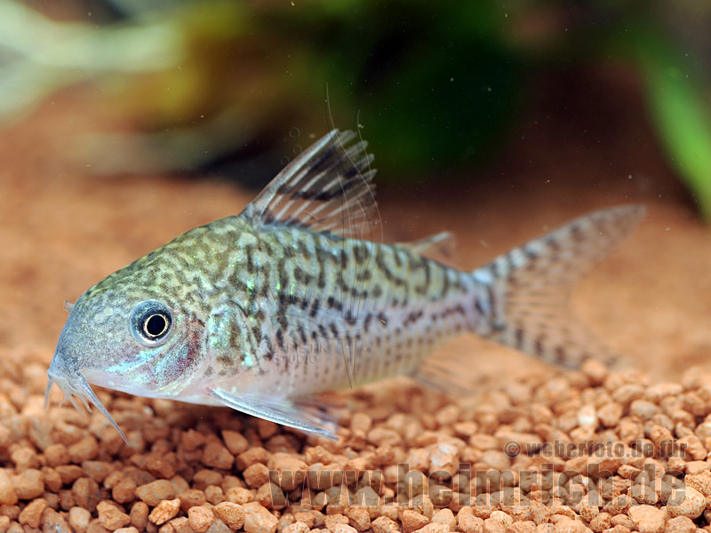 Corydoras Sodalis