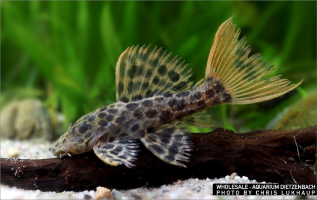 L114 Pseodacanthicus leopardus, 4-5cm - Leopardkaktuswels | Aquaristik-Studio Heimrich