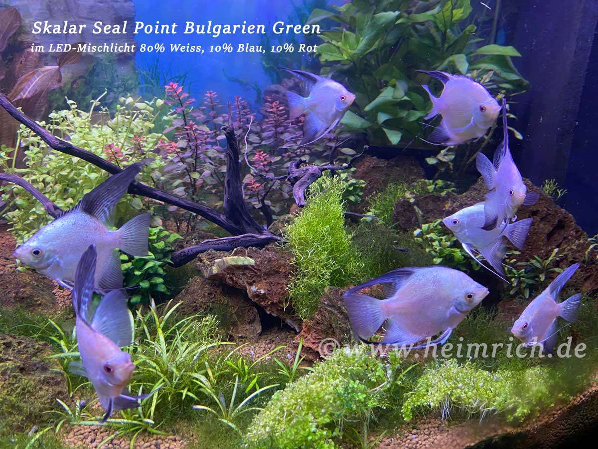 Skalar Seal Point Bulgarien green, XL DNZ (Pterophyllum scalare ...