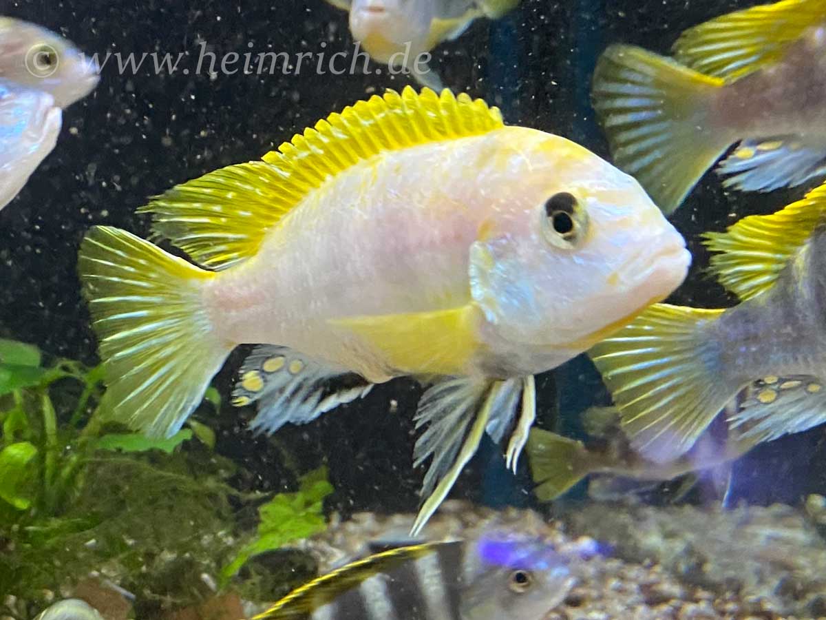 Labidochromis Perlmutt