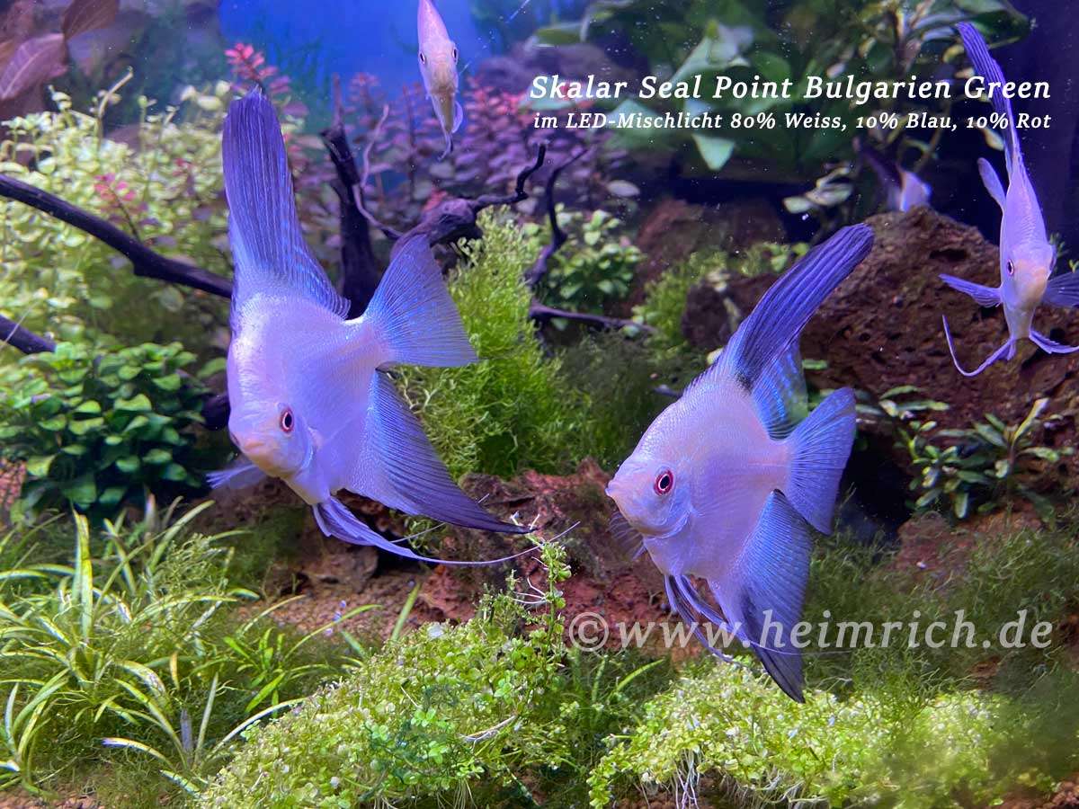 Skalar Seal Point Bulgarien green, XL 6er-Gruppe DNZ (Pterophyllum ...