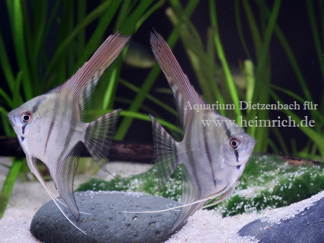 PERU ALTUM-Skalar, med (Pterophyllum altum - Nachzucht) | Aquaristik ...