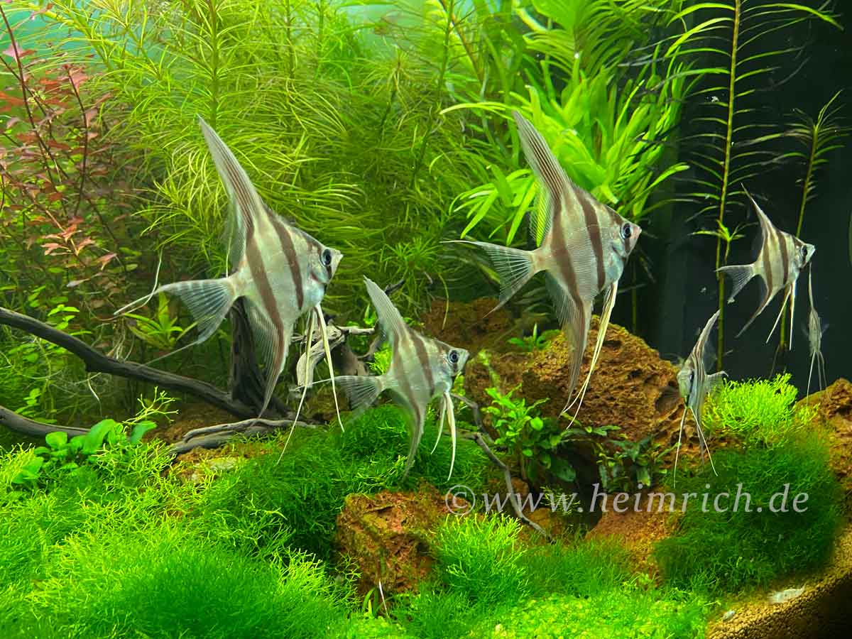 ALTUM-Skalar spec. RIO INIRIDA, small 10er-Gruppe WFNZ (Pterophyllum ...