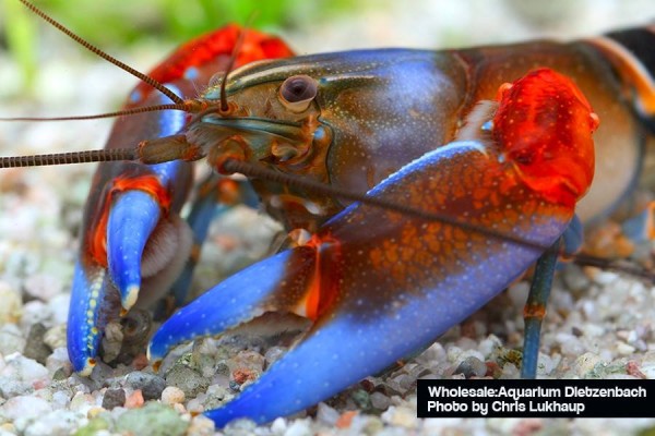 Cherax alyciae - "blue kong red claw" Krebs | Aquaristik-Studio Heimrich