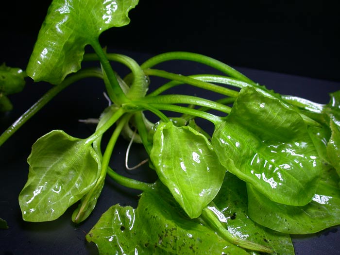 Ottelia alismoides | Standardpflanzen O | Aquariumpflanzen | Aquaristik ...