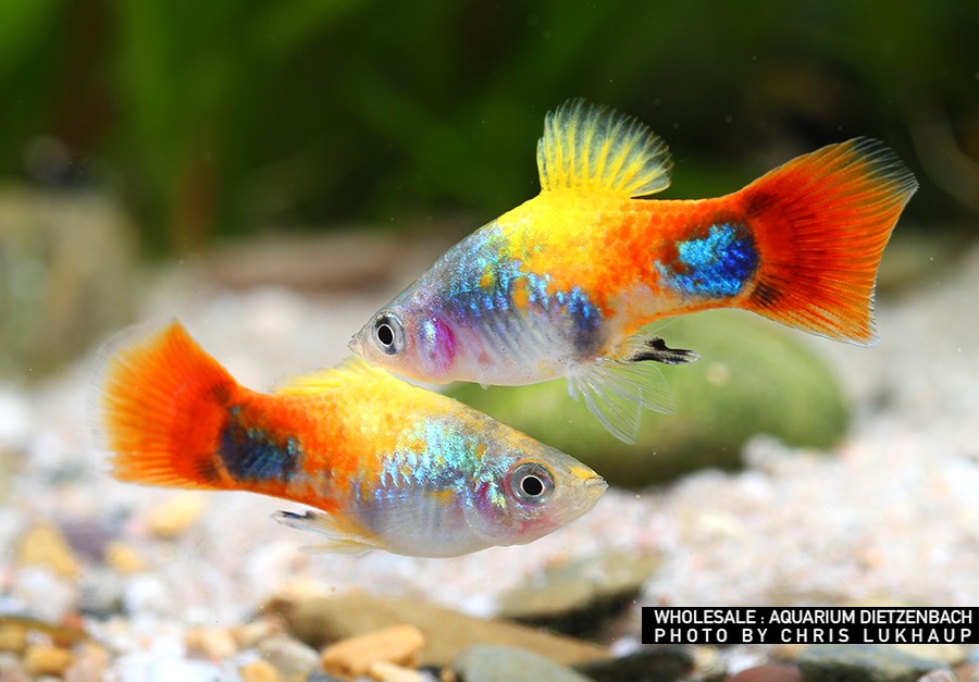 Xiphophorus maculatus spec Blue Butterfly Mickey Mouse - 3er-Gruppe (4 ...