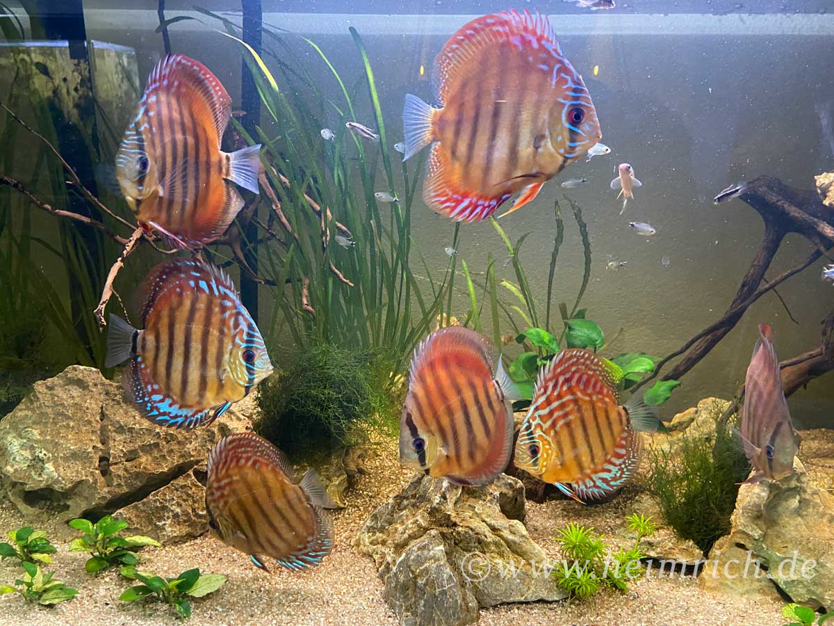 Diskus spec. Alenquer/ San Merah, 12cm WFNZ, 8er-Gruppe (Symph ...