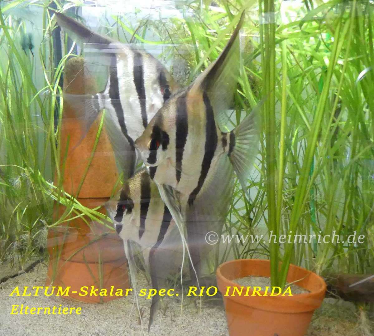 ALTUM-Skalar spec. RIO INIRIDA, small 8er-Gruppe WFNZ (Pterophyllum ...