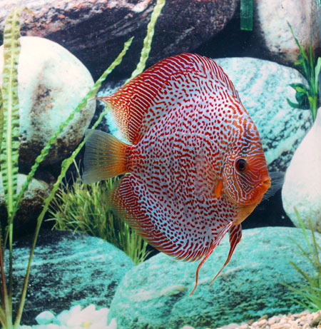 Diskus Leopard Snake Skin, Jumbo | Aquaristik-Studio Heimrich