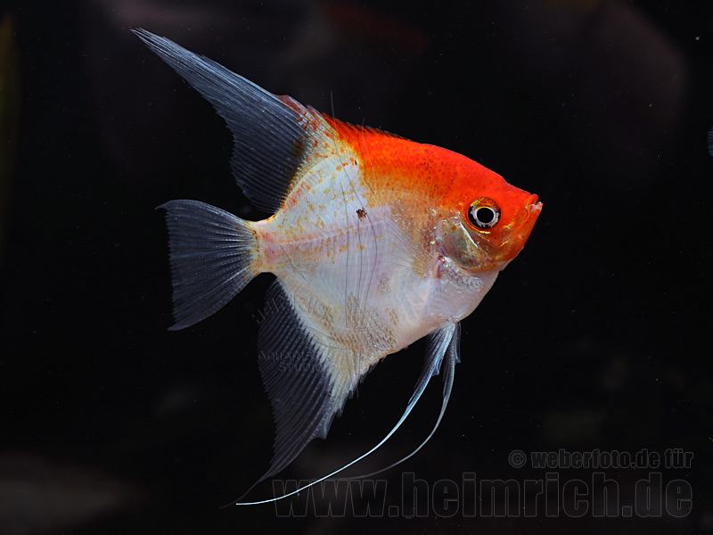 Skalar "Kupferrot", large (Pterophyllum Scalare) | Skalare | Fische ...