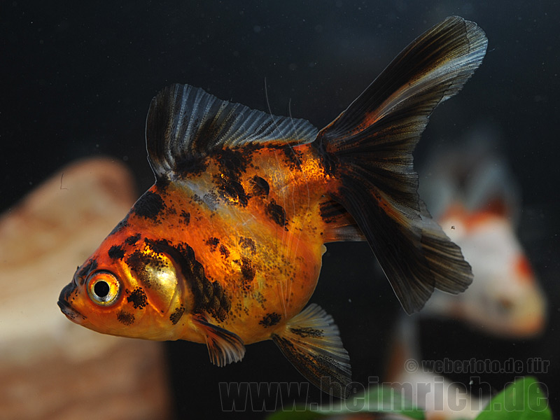 Schleierschwanz, 6cm "Rot/ Schwarz" (Carrasius auratus ...