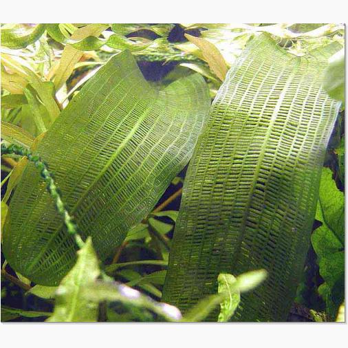 Aponogeton henkelianus | Aponogeton-Arten | Standardpflanzen A ...