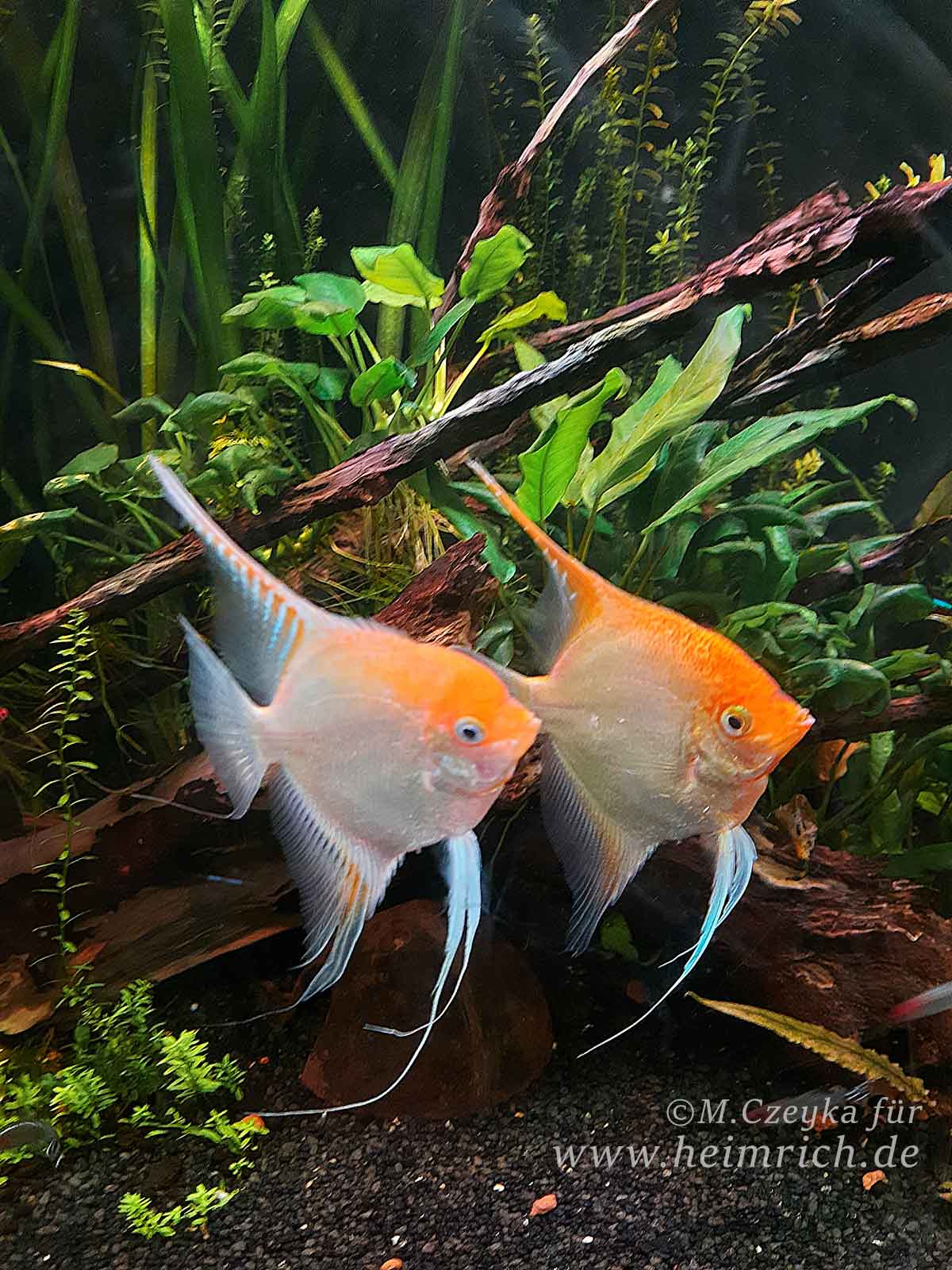 Skalar spec. Gold/ Rot, XL Zuchtpaar (Pterophyllum spec.Gold/ Rot ...