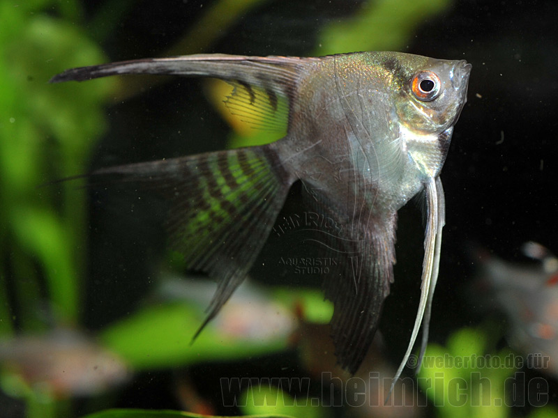 Skalar "CALIFORNIA" long fin, medium (Pterophyllum Scalare) | Skalare ...