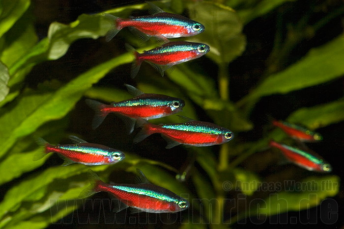 Roter Neon, XL (Paracheirodon axelrodi) | Aquaristik-Studio Heimrich