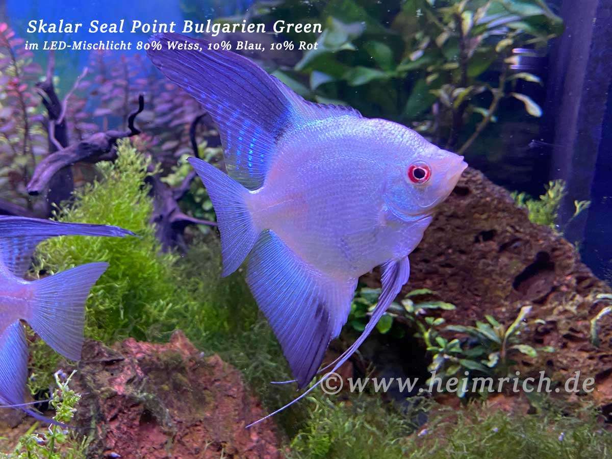 Skalar Seal Point Bulgarien green, XL DNZ (Pterophyllum scalare ...